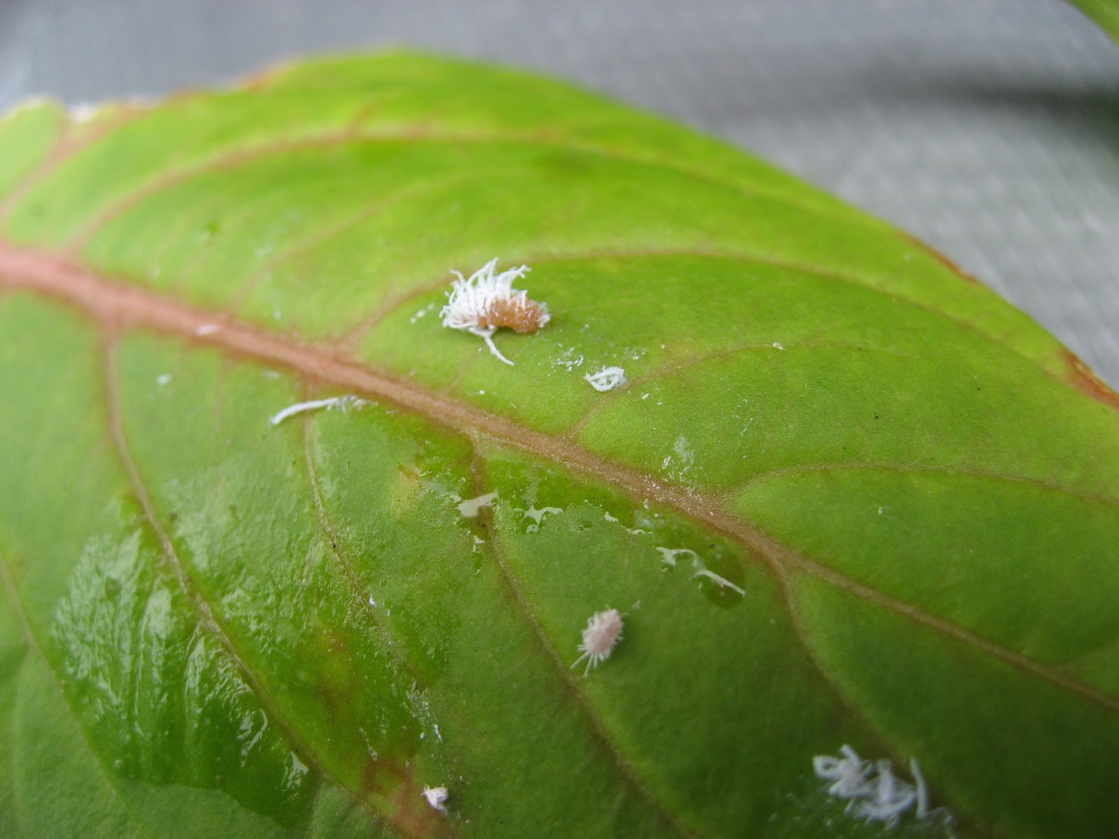 SweetieSaQi: Bena Putih si perosak pokok bunga