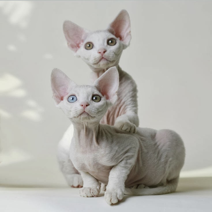 Cat Lucky: Devon Rex Cat Breed