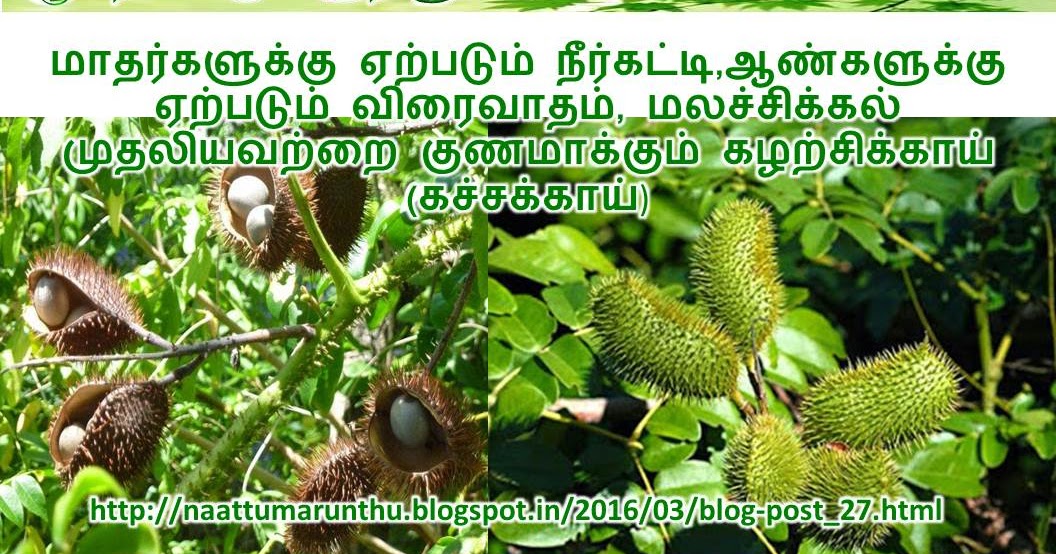 நாட்டு மருந்து : மாதர்களுக்கு ஏற்படும் நீர்கட்டி,ஆண்களுக்கு ஏற்படும் ...