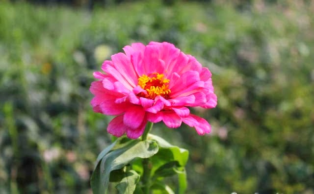 Beautiful Zinnia Flower|http://refreshrose.blogspot.com/