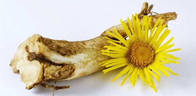 Growing Hermione's Garden: Inula helenium - Elecampane