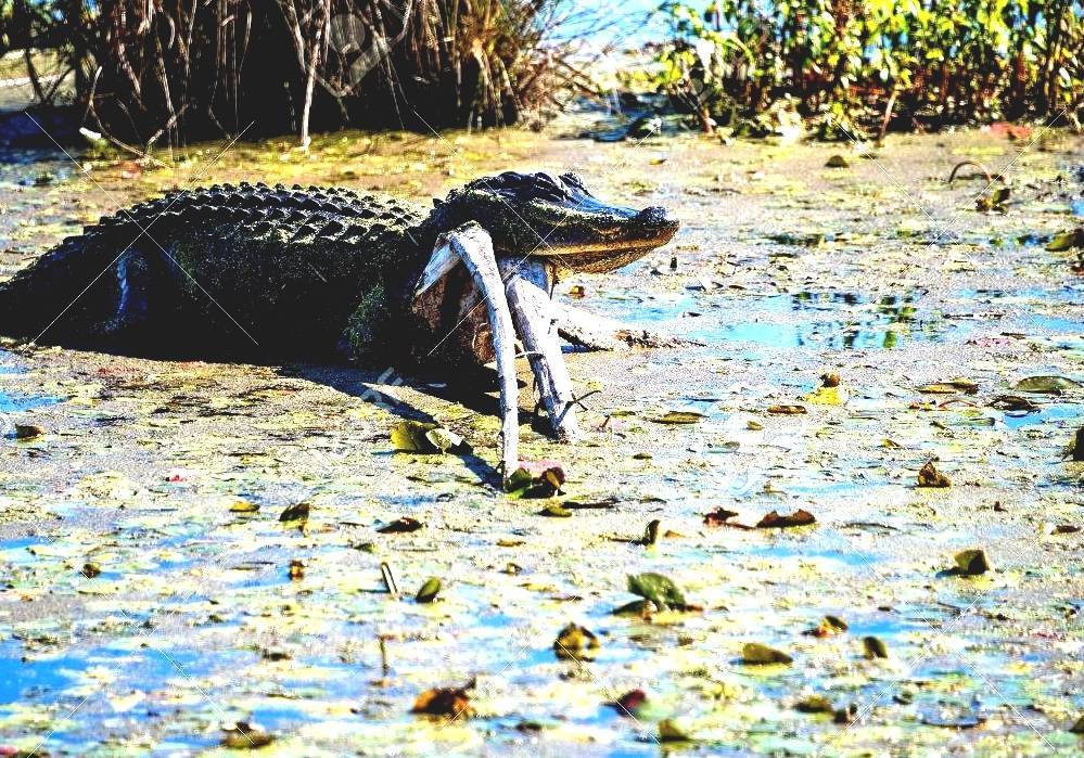 Florida Swamps - Swampland In Florida
