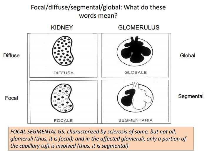 Tutor's Notes: general, cardiovascular, respiratory and renal ...