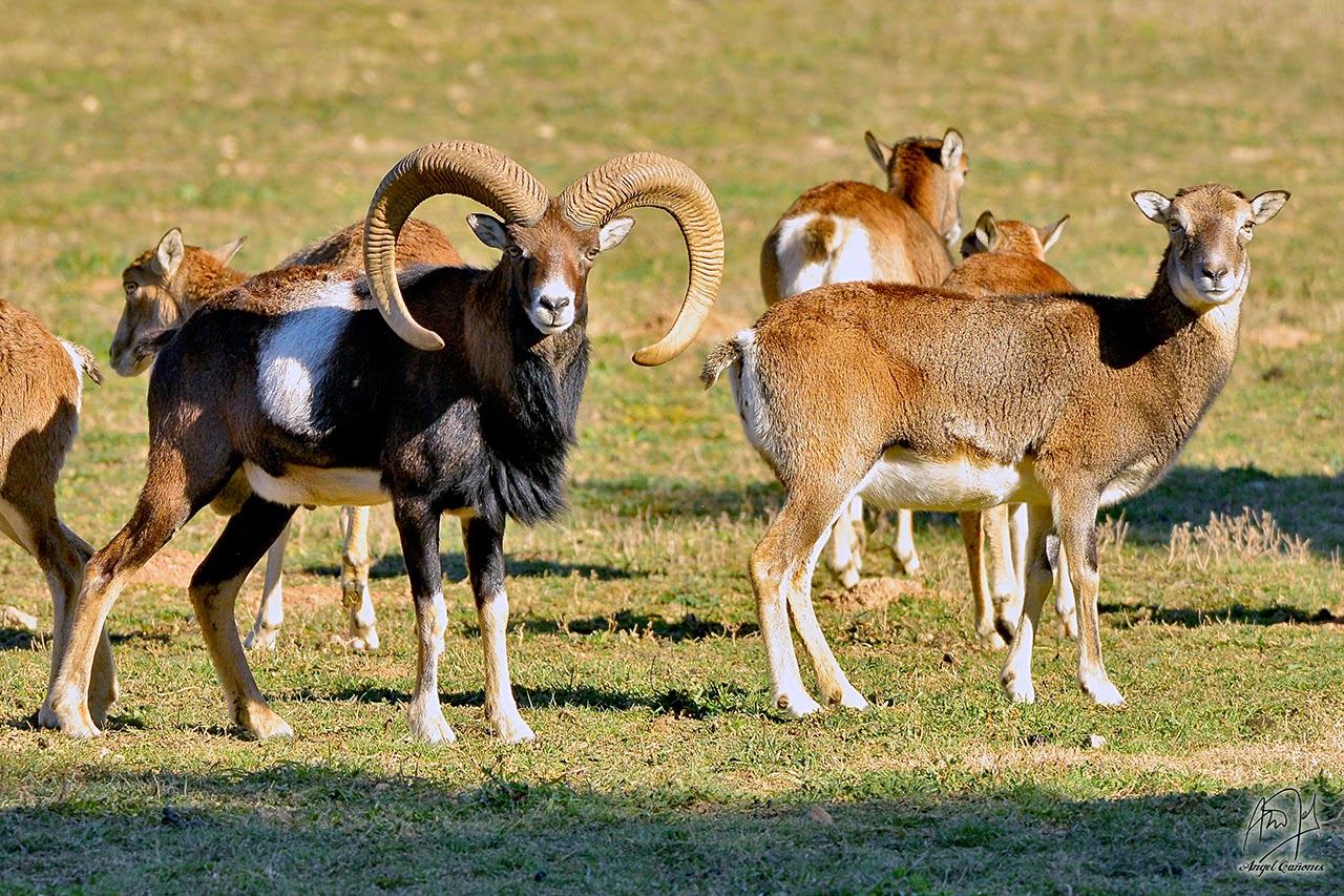 Fauna y FOTOS: Muflones a montones...