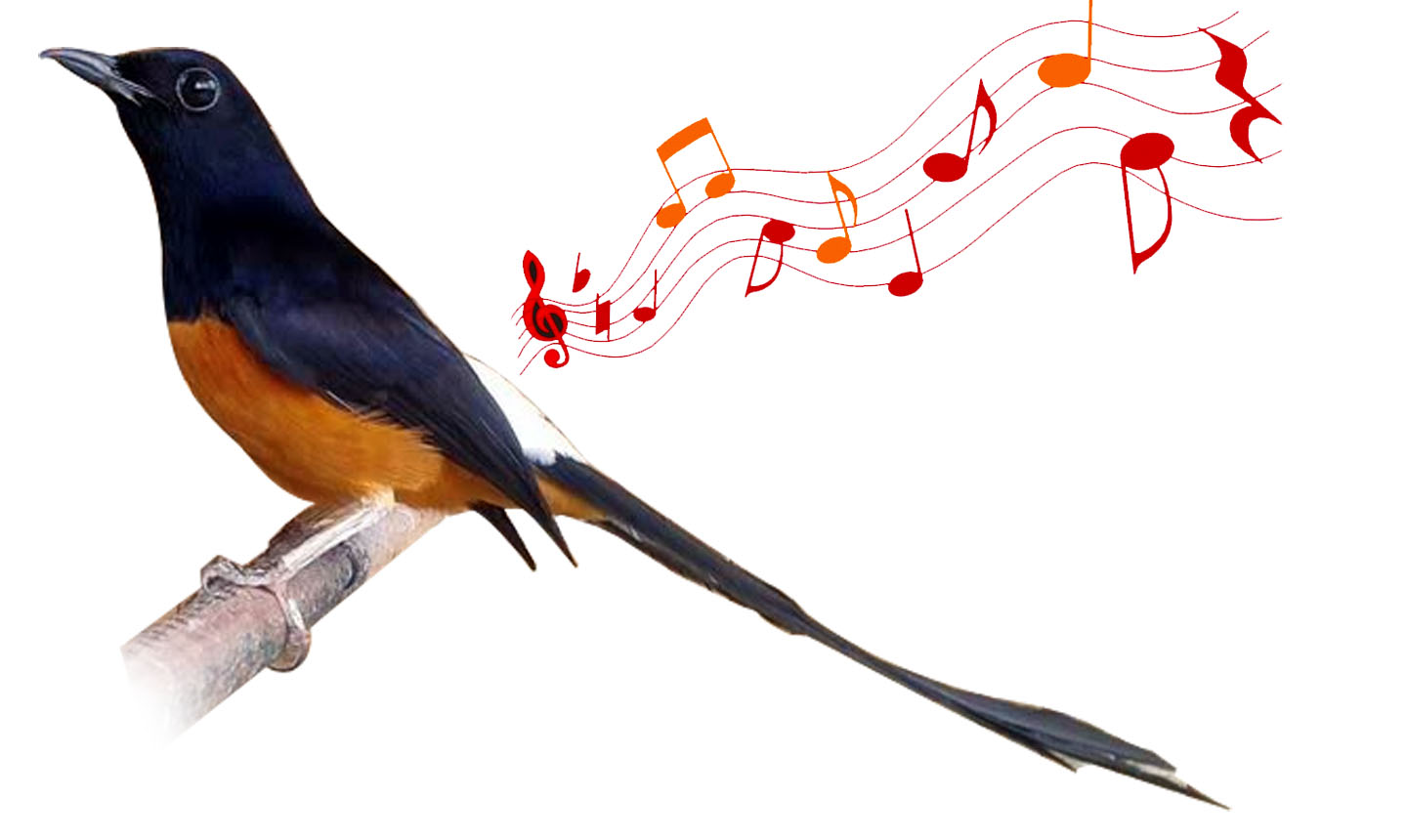 Tips masteran murai batu untuk lomba | Info Seputar Hobi