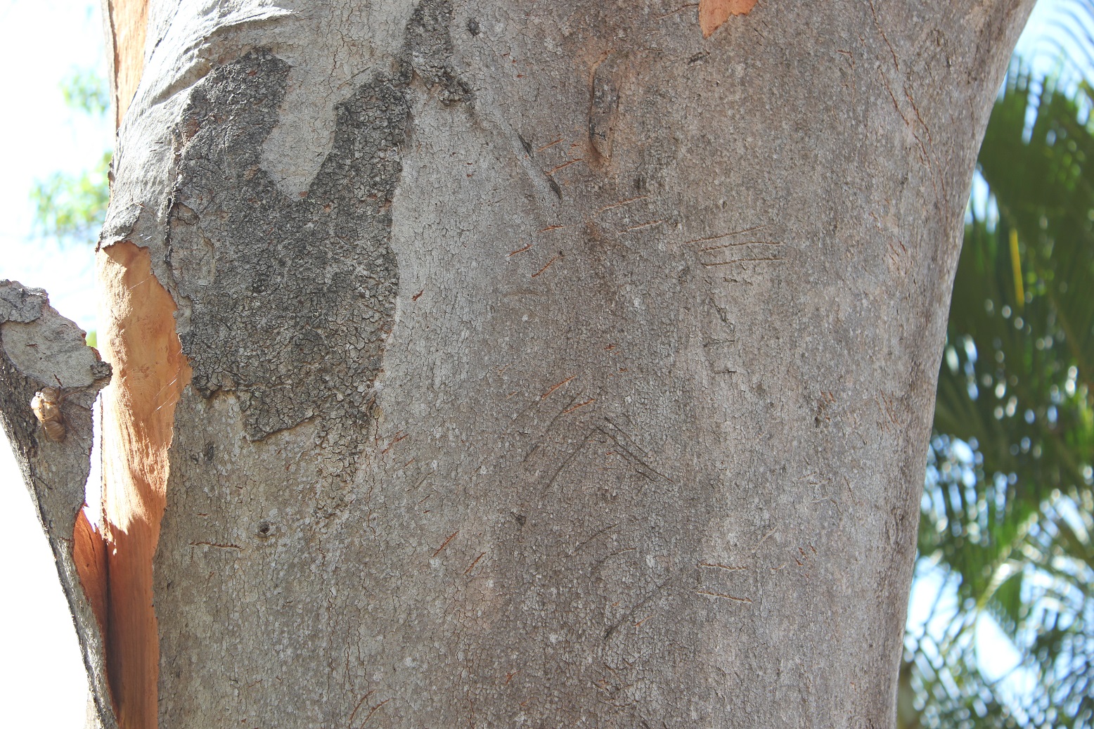 Brisbane Backyard Naturalist: Gum trees at my place - Eucalyptus major