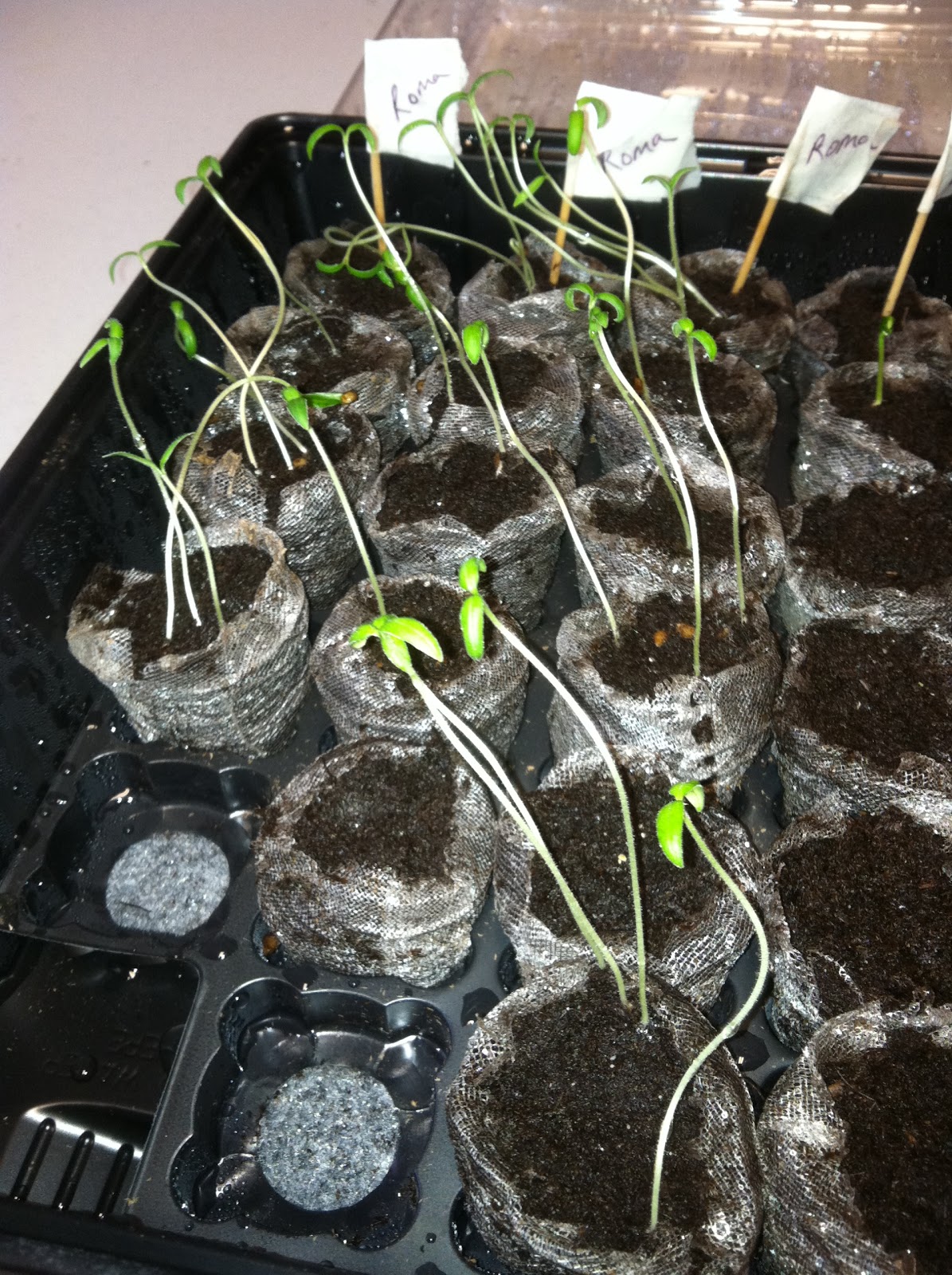 The OctoGarden: First Success: Seed Sprouts to Seedlings