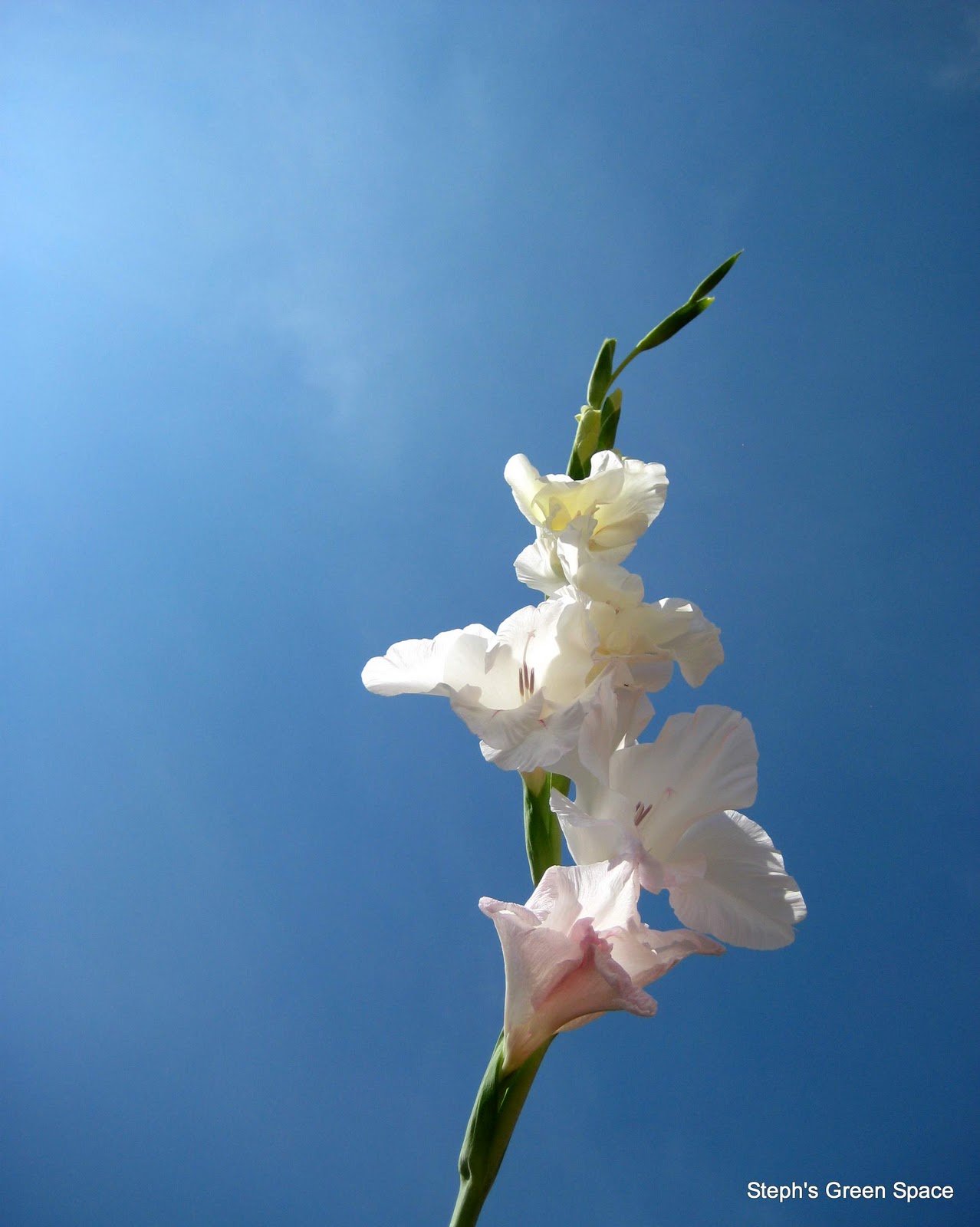 However, I have to stake the flower spike as it tipped over after five ...
