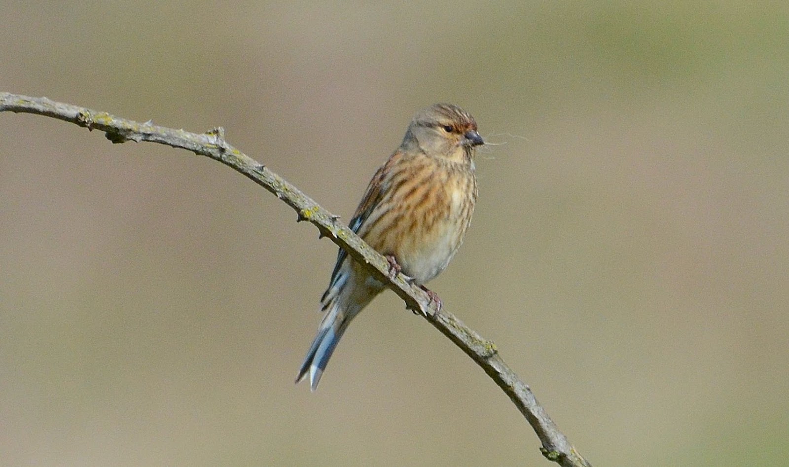 Birding with Flowers: New Reserve Gets Nod of Approval