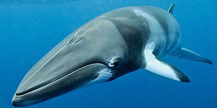 4 ballenas hermosas que no conoces
