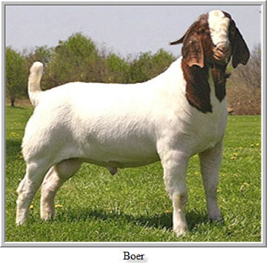 S T R A V A G A N Z A: CAPRINOS - PRINCIPAIS RAÇAS DO MUNDO