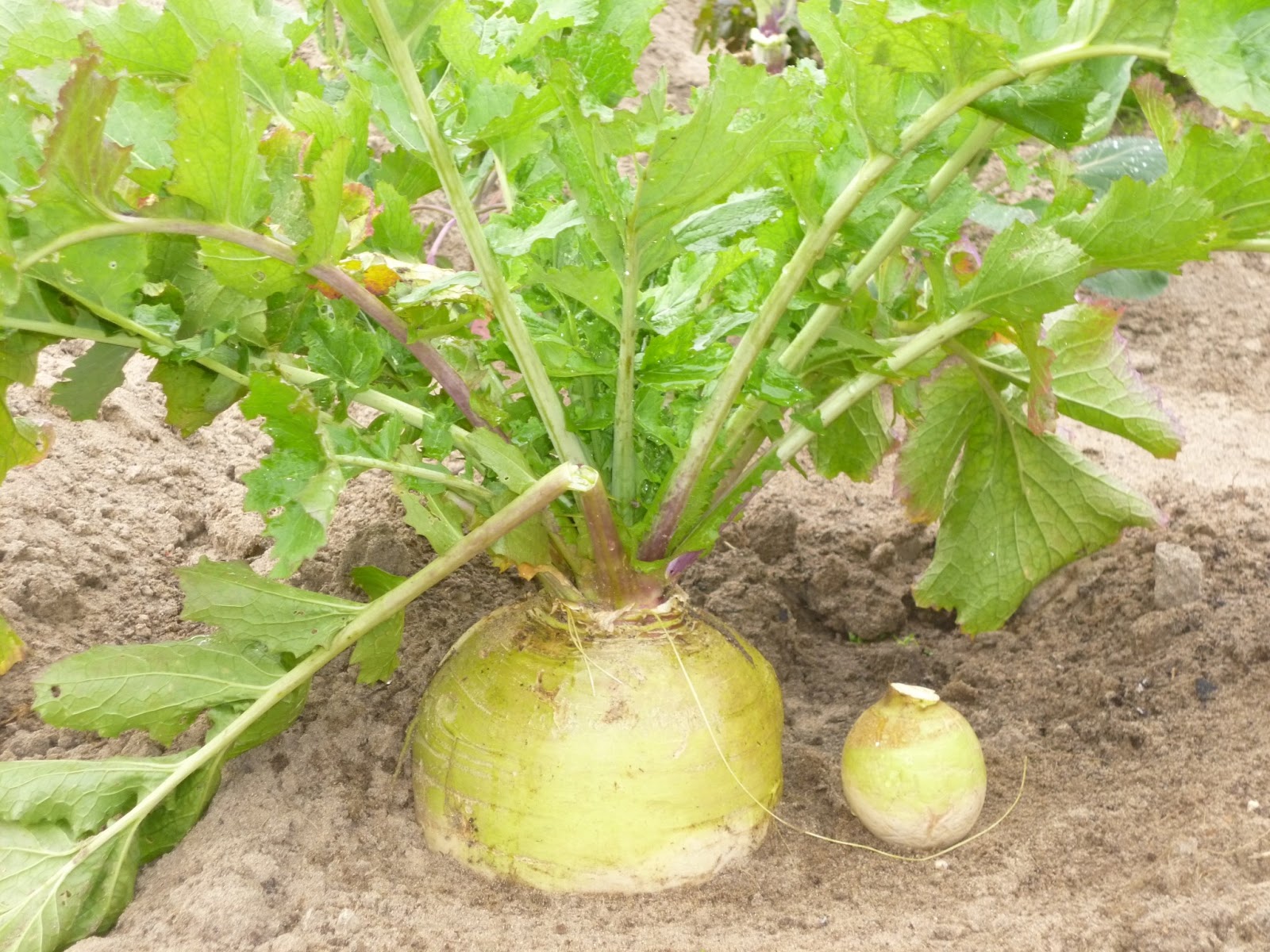 Blogue do insólito: luzes, drama... ação!: .Há um nabo gigante no meu ...