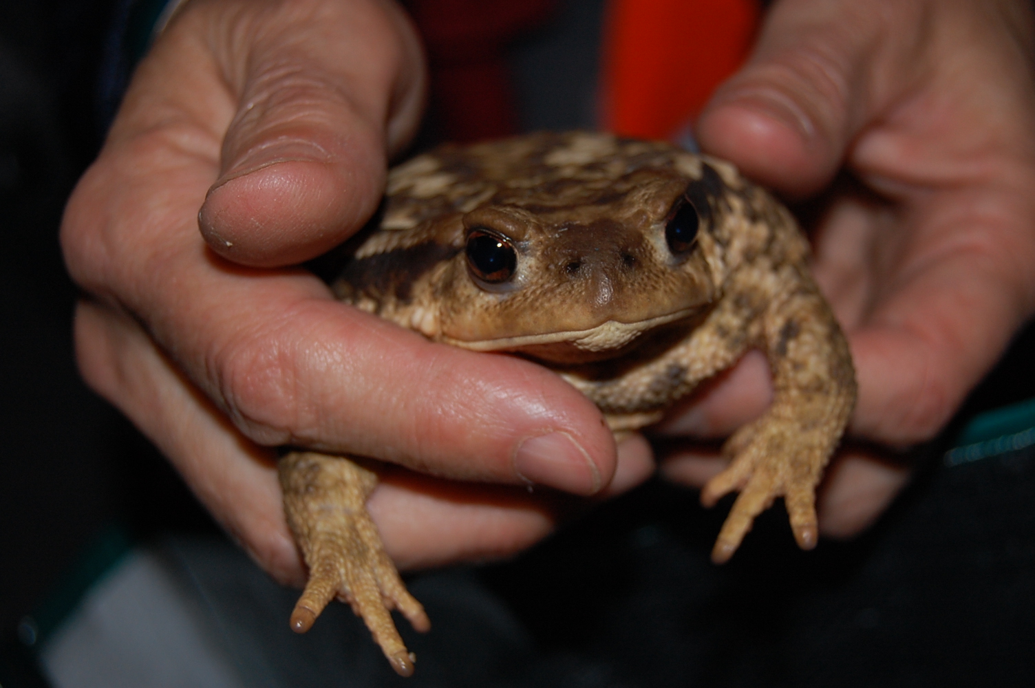 Cuento a Mi Manera: 2.LA PRINCESA Y EL SAPO