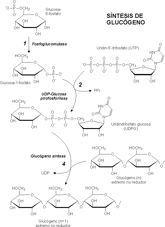 Bioquímica: Glucogenogénesis