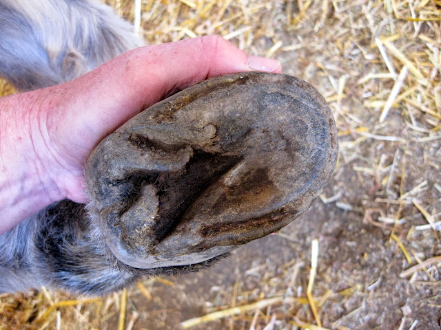 The Dancing Donkey: Donkey Feet - Emma