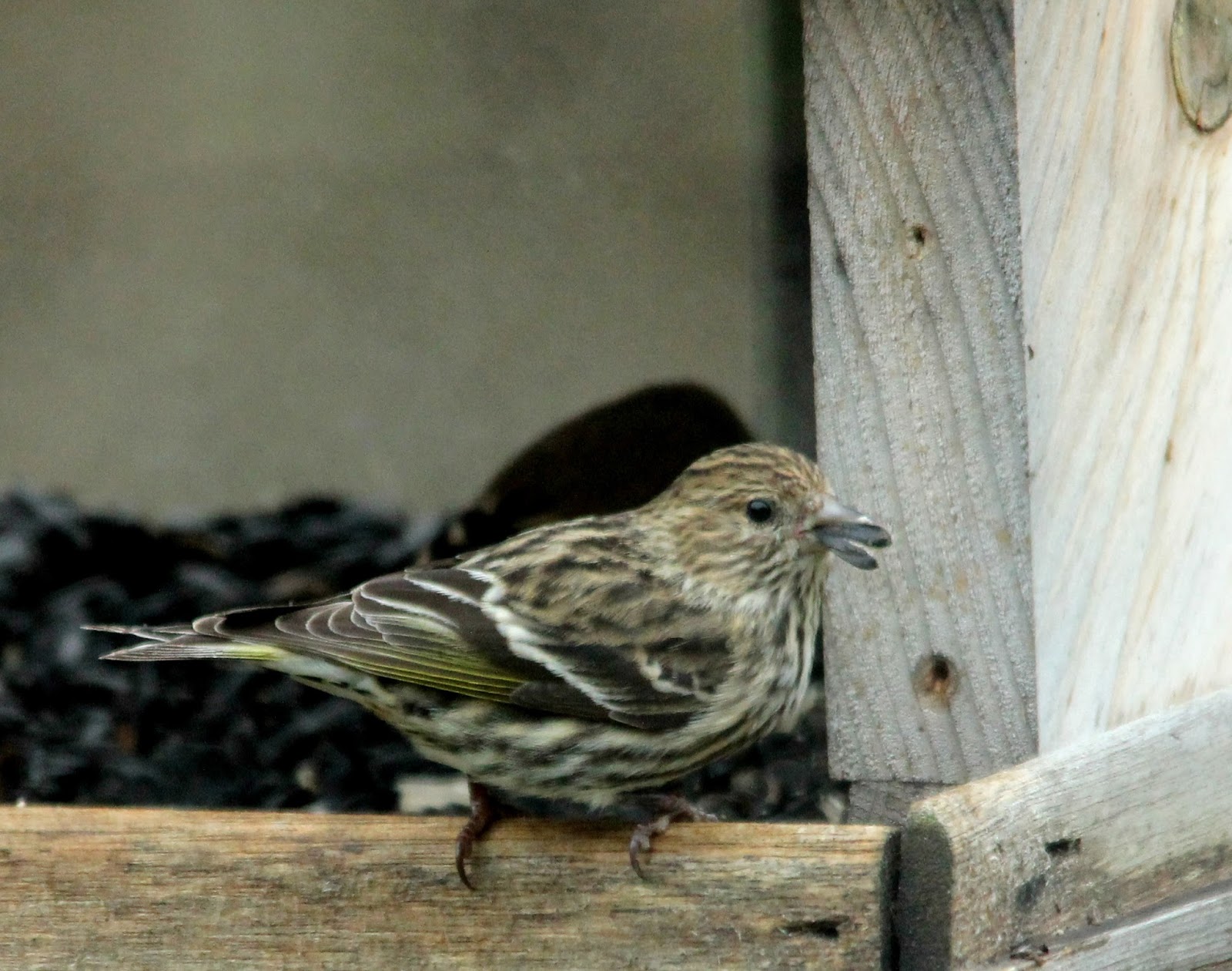 Here and There: Day 329 - 24th November 2016 - Pine Siskin, Purple ...
