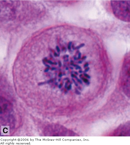 De Histology: Cell Division