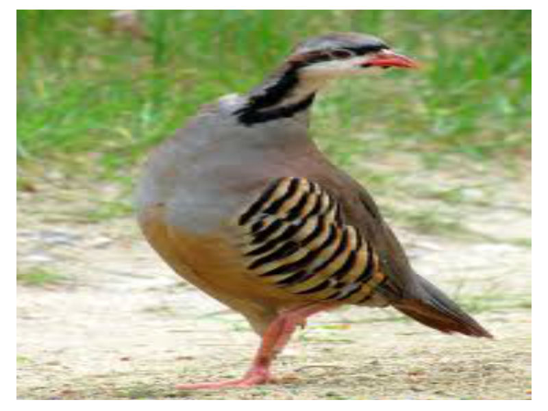 Spreebird wildlife: CHUKAR BIRD (National Bird of Pakistan)