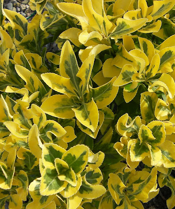 Altuni Taflan ( Euonymus Japonica Var Aurea)