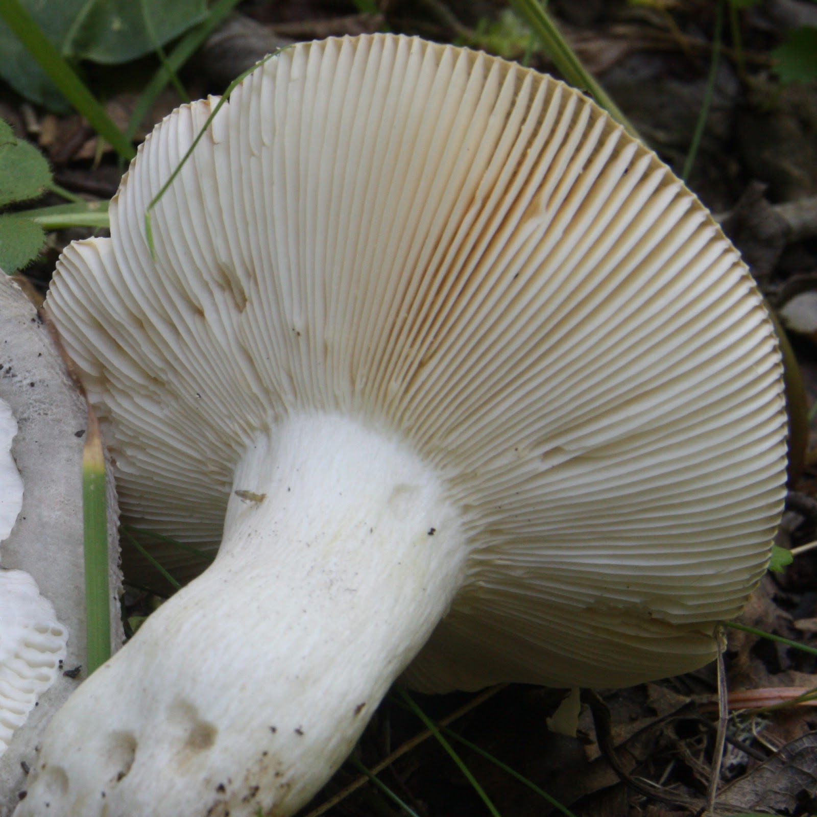 Guía de Setas y Hongos de Navarra.: Russula grisea (Persoon) Fries