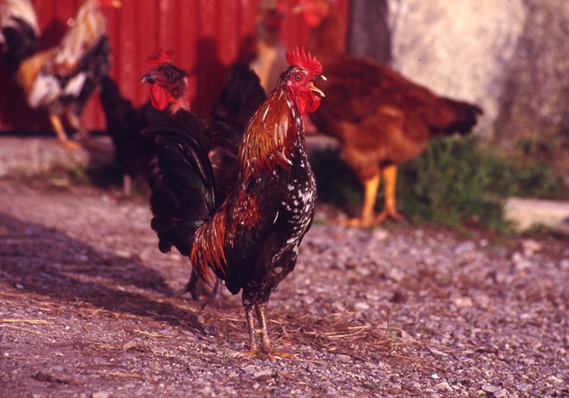 Aves en azul y verde: Razas autóctonas: gallinas