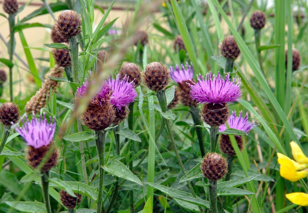 North Fife: Knapweed