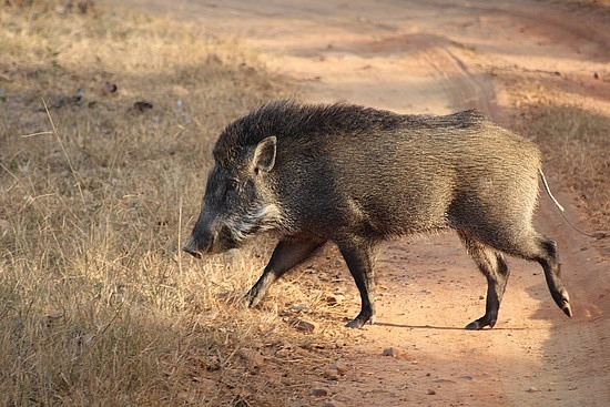 WE ARE IN FOREST: WILD BOAR