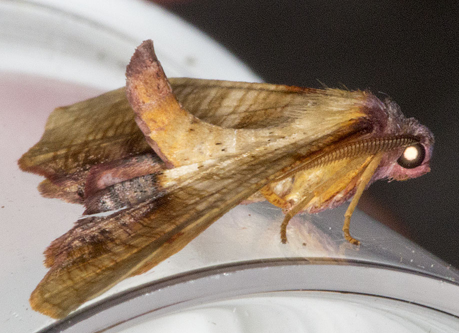 The Scorched Wing | Naturally