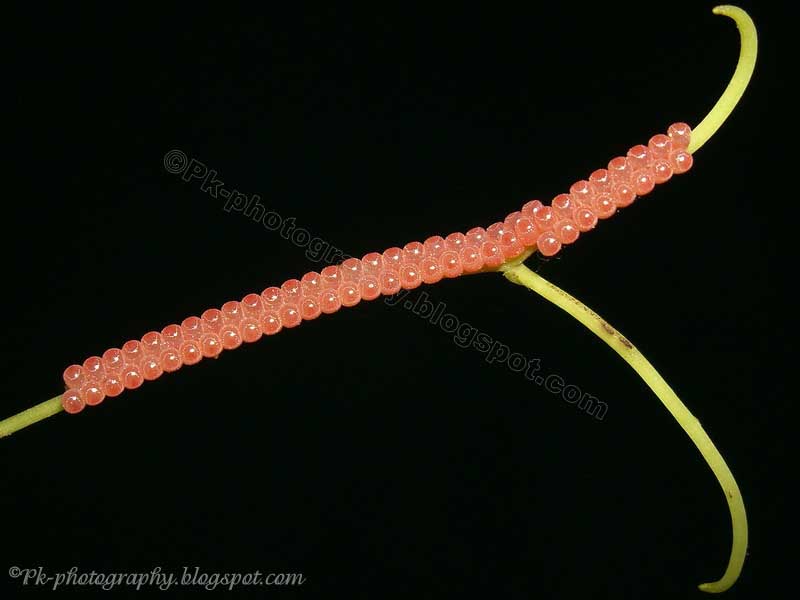 Red Bug Eggs | Nature, Cultural, and Travel Photography Blog