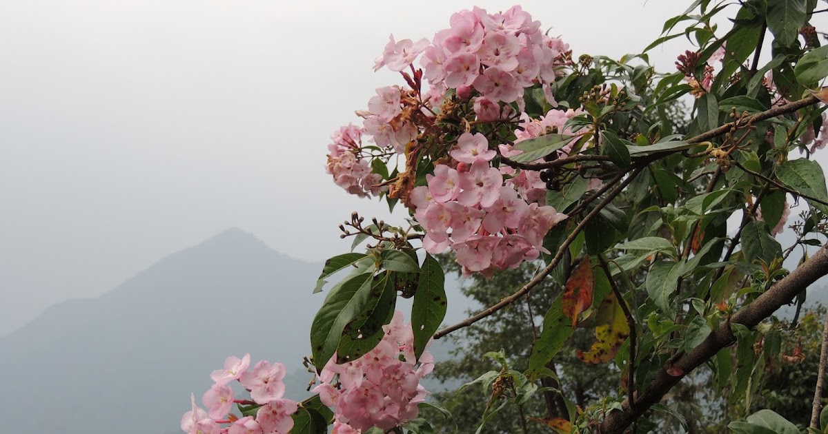 Variety of Life: Rubiaceae