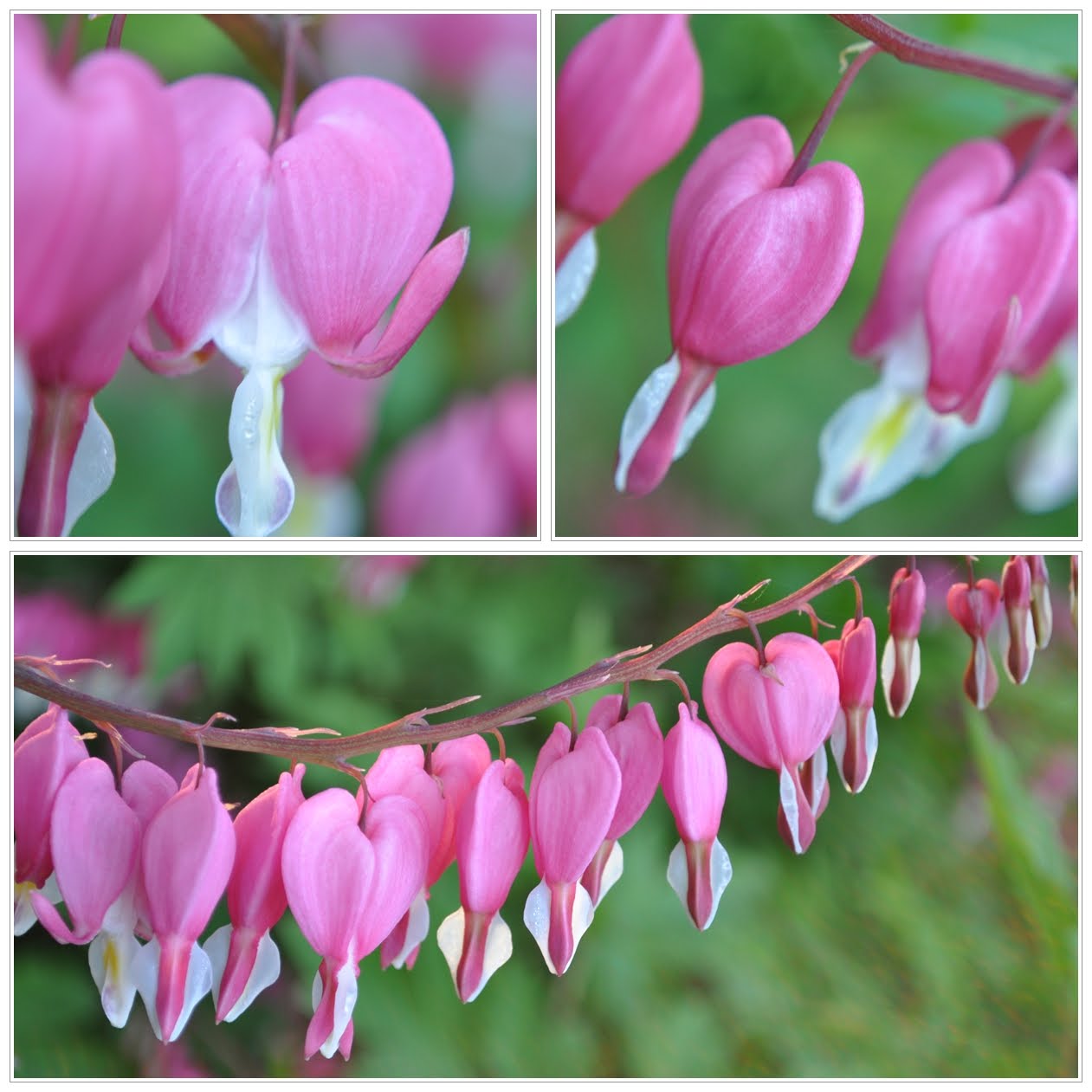 This Randomness: Litratong Pinoy - Kulay Rosas (Pink)