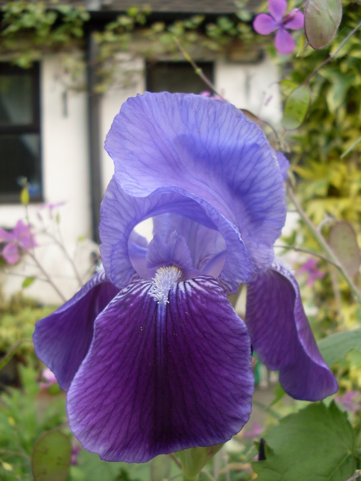 gillyflower: Flower Photos