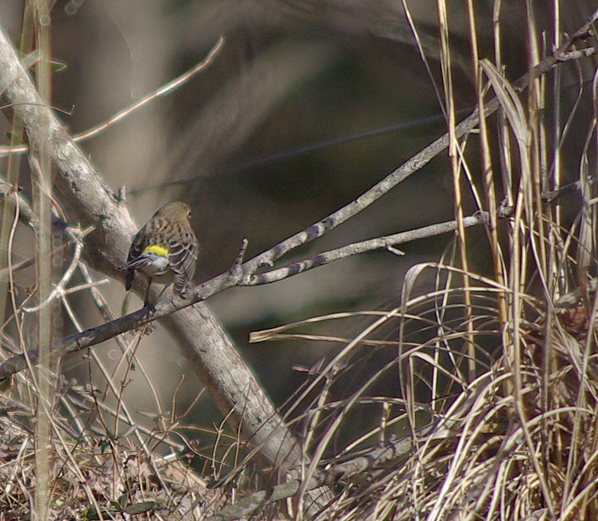 sweetbay: Birds and Sunshine