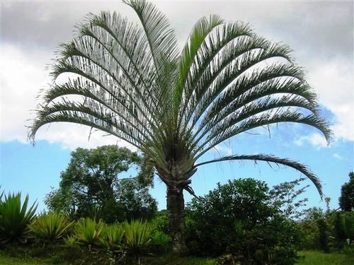 Dypsis decaryi «palmera triangular» - Id Plantae