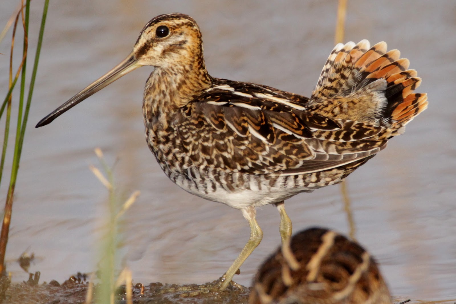SCILLYSPIDER: A new WILSON'S SNIPE at Lower Moors