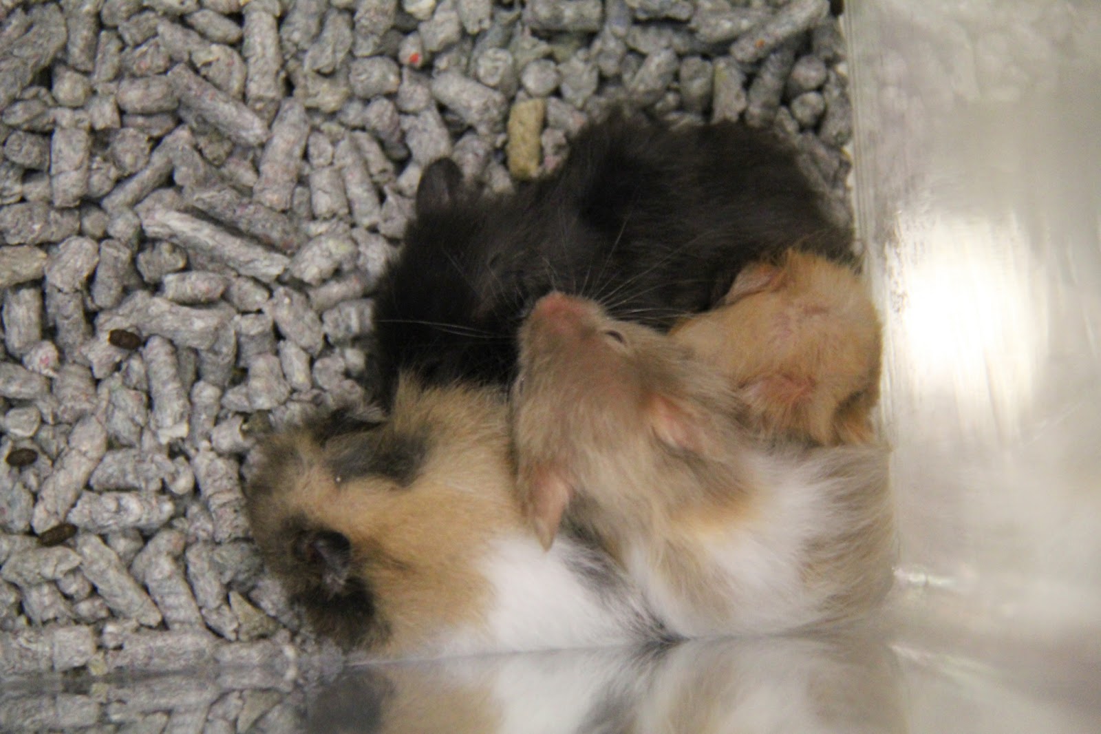 Natural PawPals: Cherimoya the Calico (aka Tortoiseshell Banded) Syrian ...