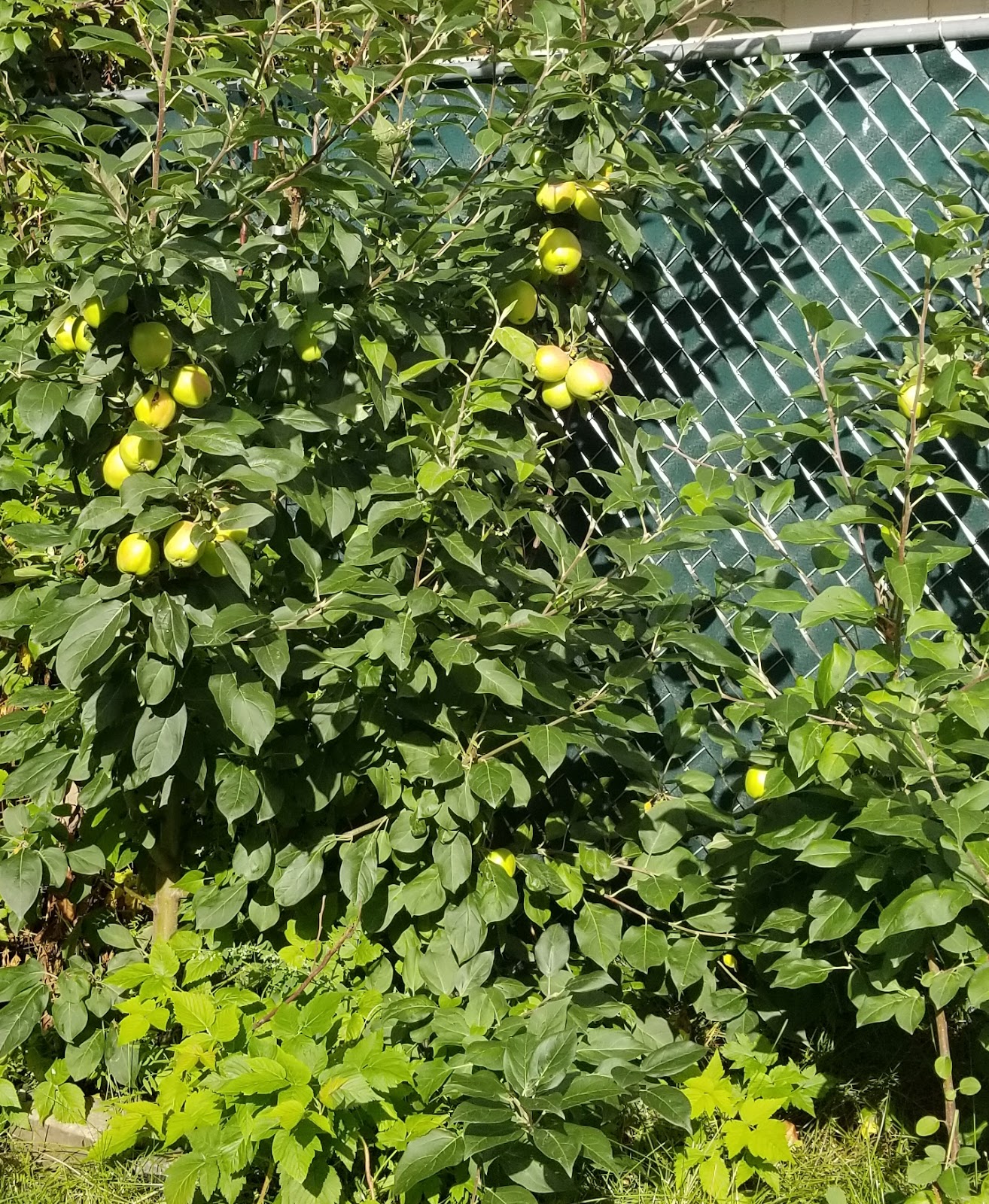 My apple tree after 7 years of growing in Fairbanks Alaska
