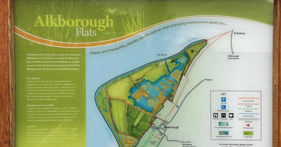 Jim's Birding Blog: Western Swamphen, Alkborough Flats