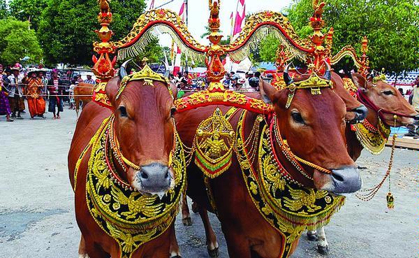 Karapan sapi : The originating cattle race from Madura , eastjava ...