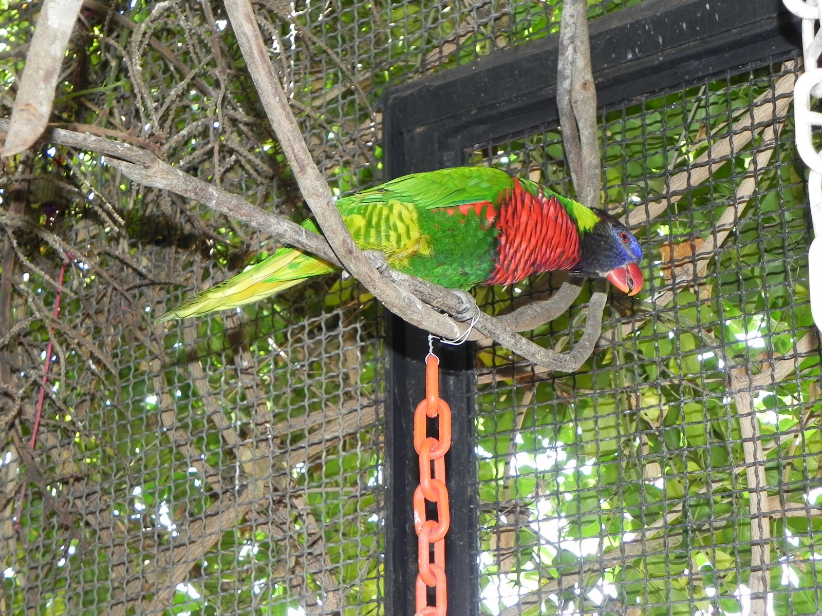 Viveiro Harmonia: LÓRIS ARCO-ÍRIS