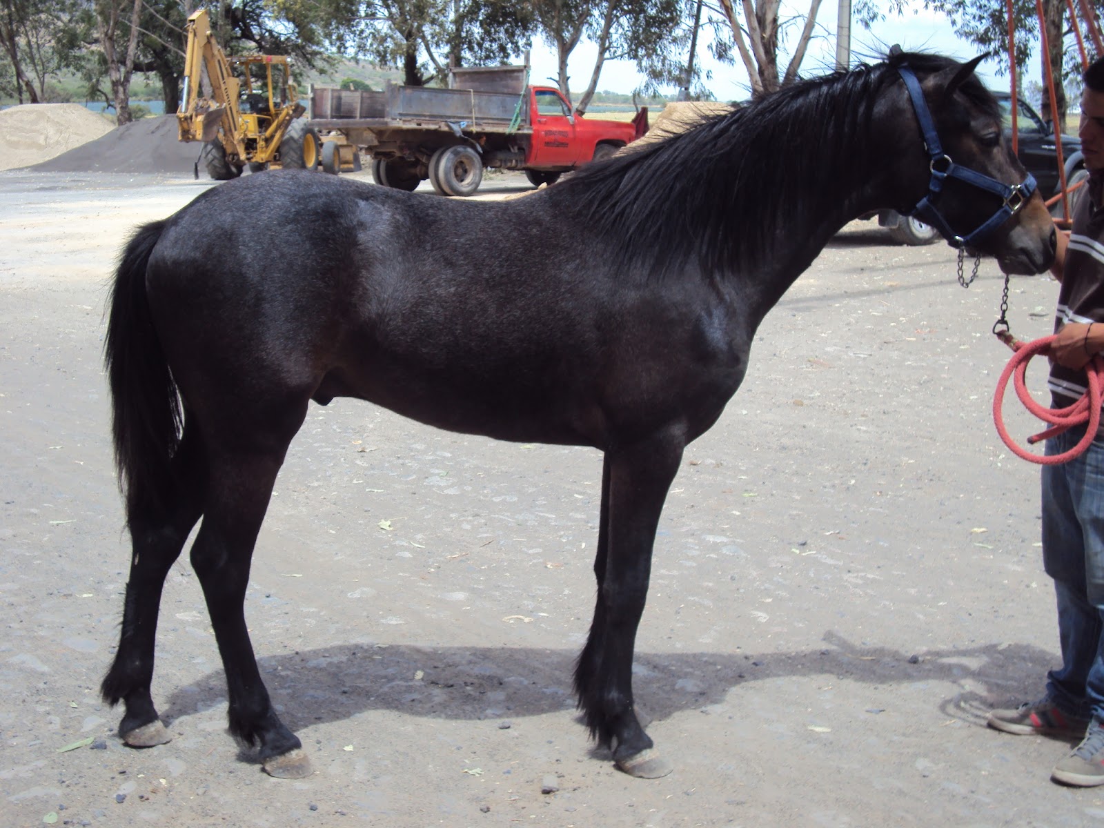 rancho mendoza: potrillo hispano -frisian