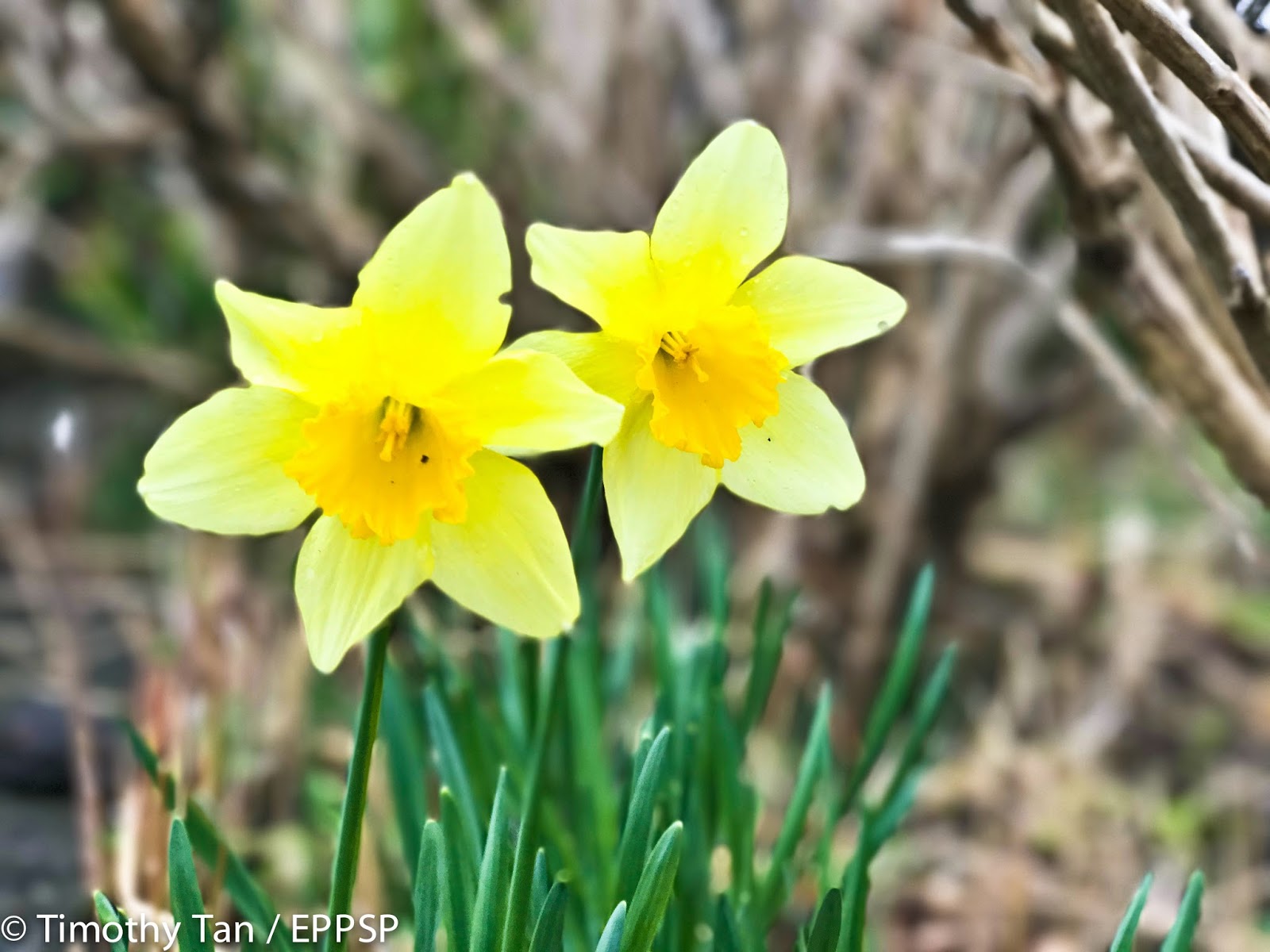 Japan, Izu Peninsula - Road Trip to Remember