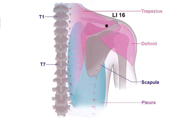 LI 16. Jugu / Ci Ku (Tulang Besar) - Terapi Jarum