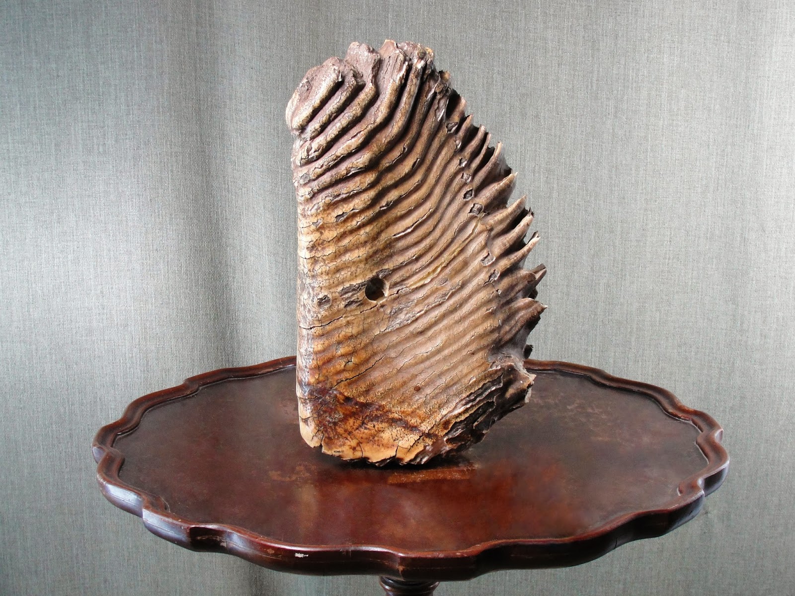 INTO THE VAGUE: Cabinet of Curiosities