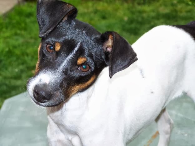MUNDO ANIMAL: Fox Terrier Chileno