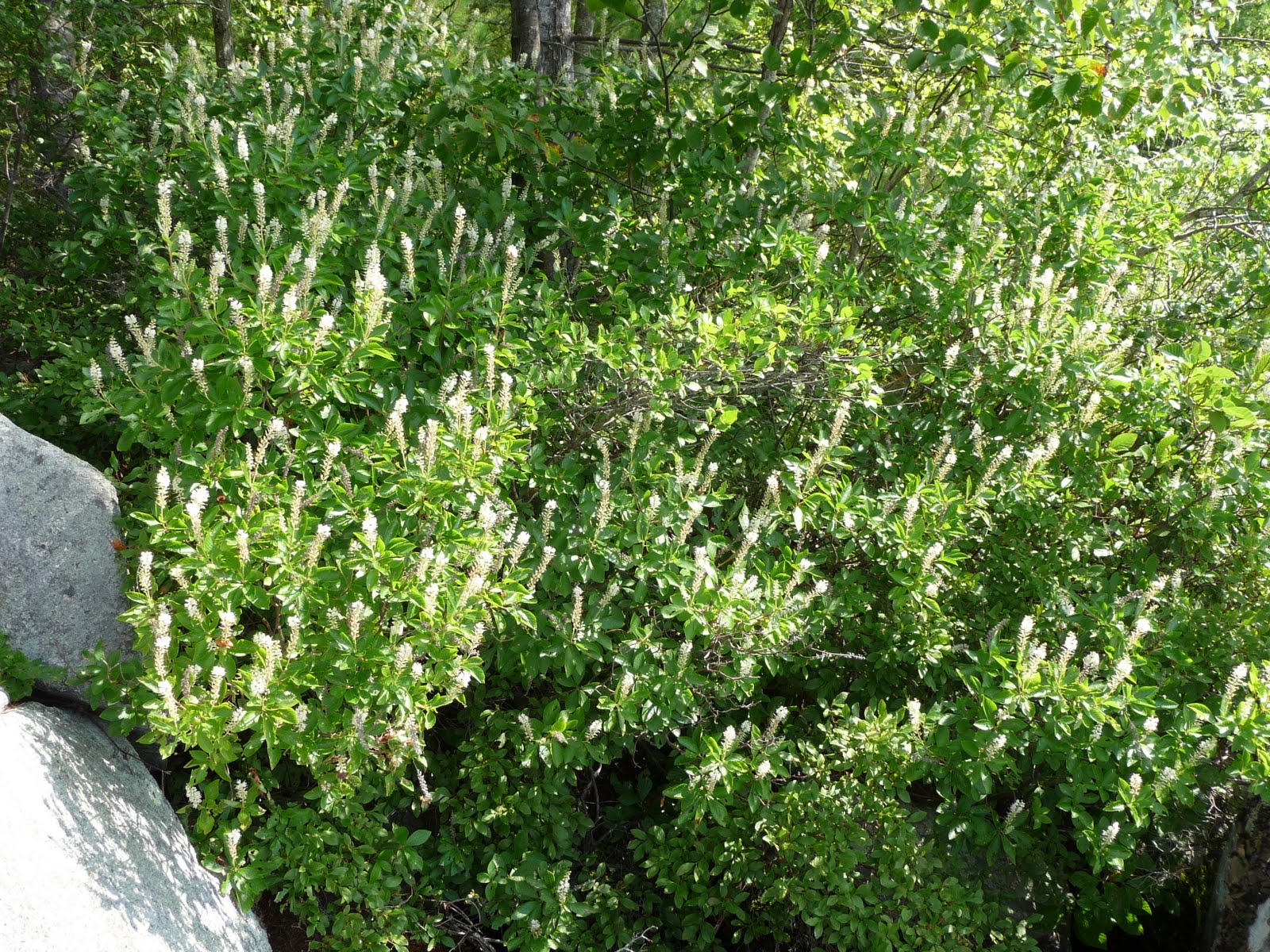 MRH Landscape: Native Clethra