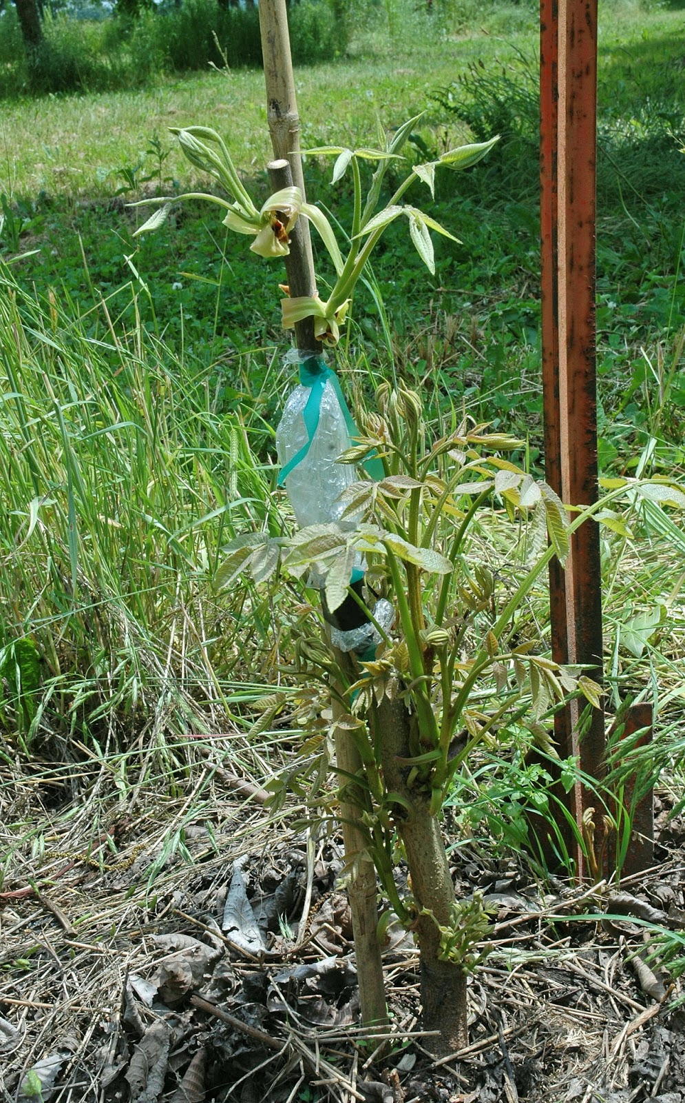 Northern Pecans: Forcing scion growth on new grafts