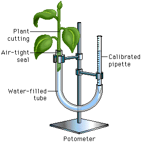 Transpiration Experiment Procedure