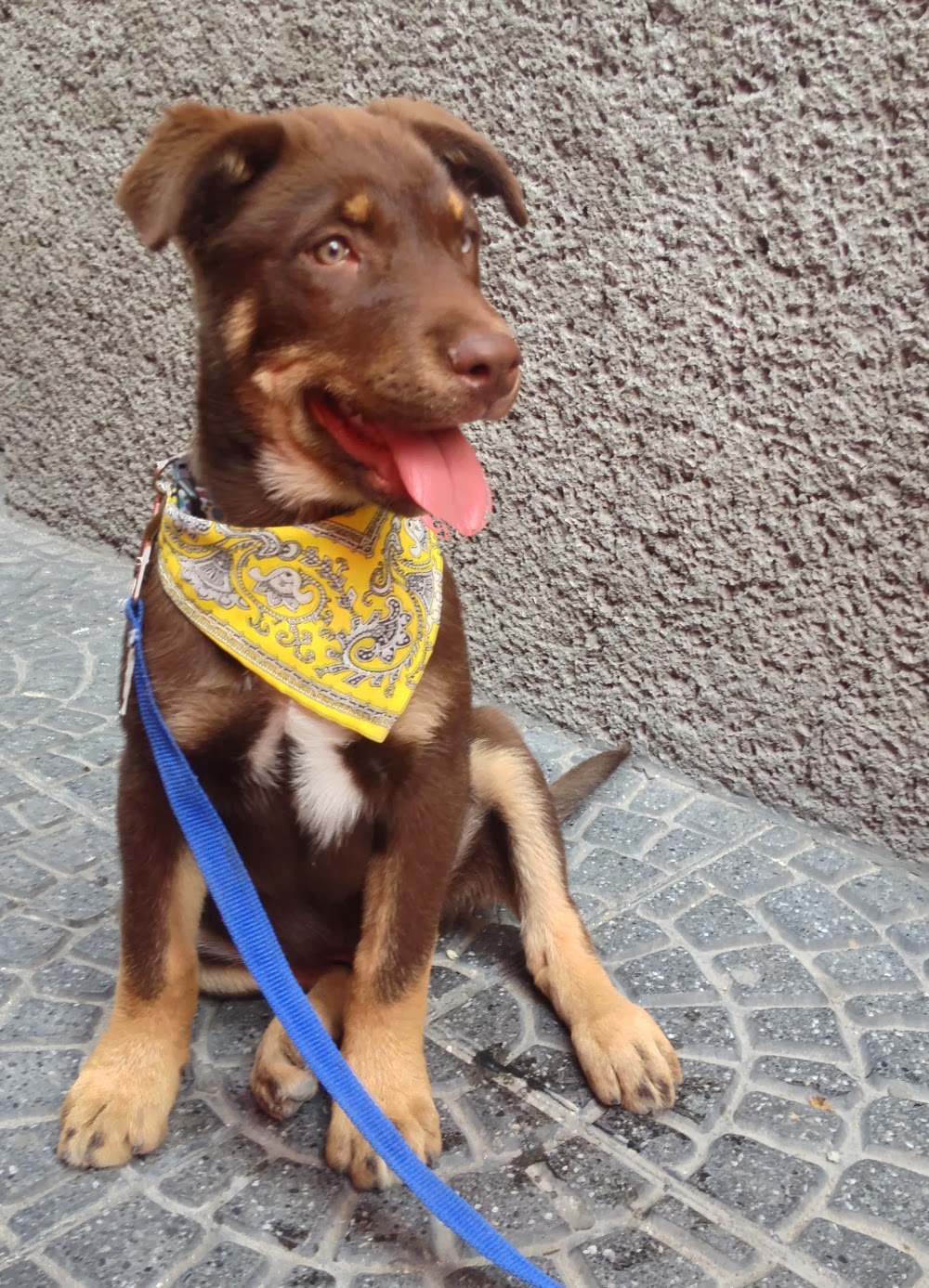 Meet Manny ~ Your Special Dog