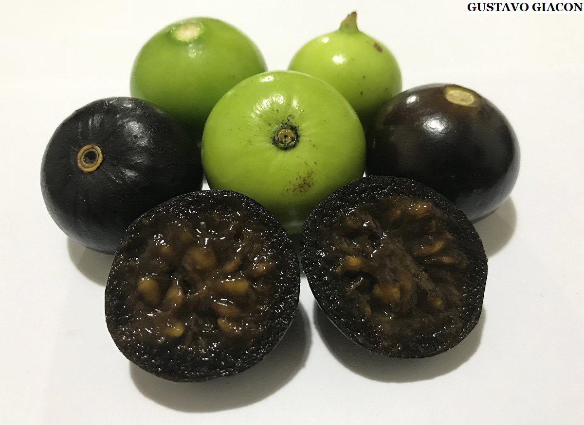 Viveiro Ciprest - Plantas Nativas e Exóticas: Puruí ou Marmelada do ...